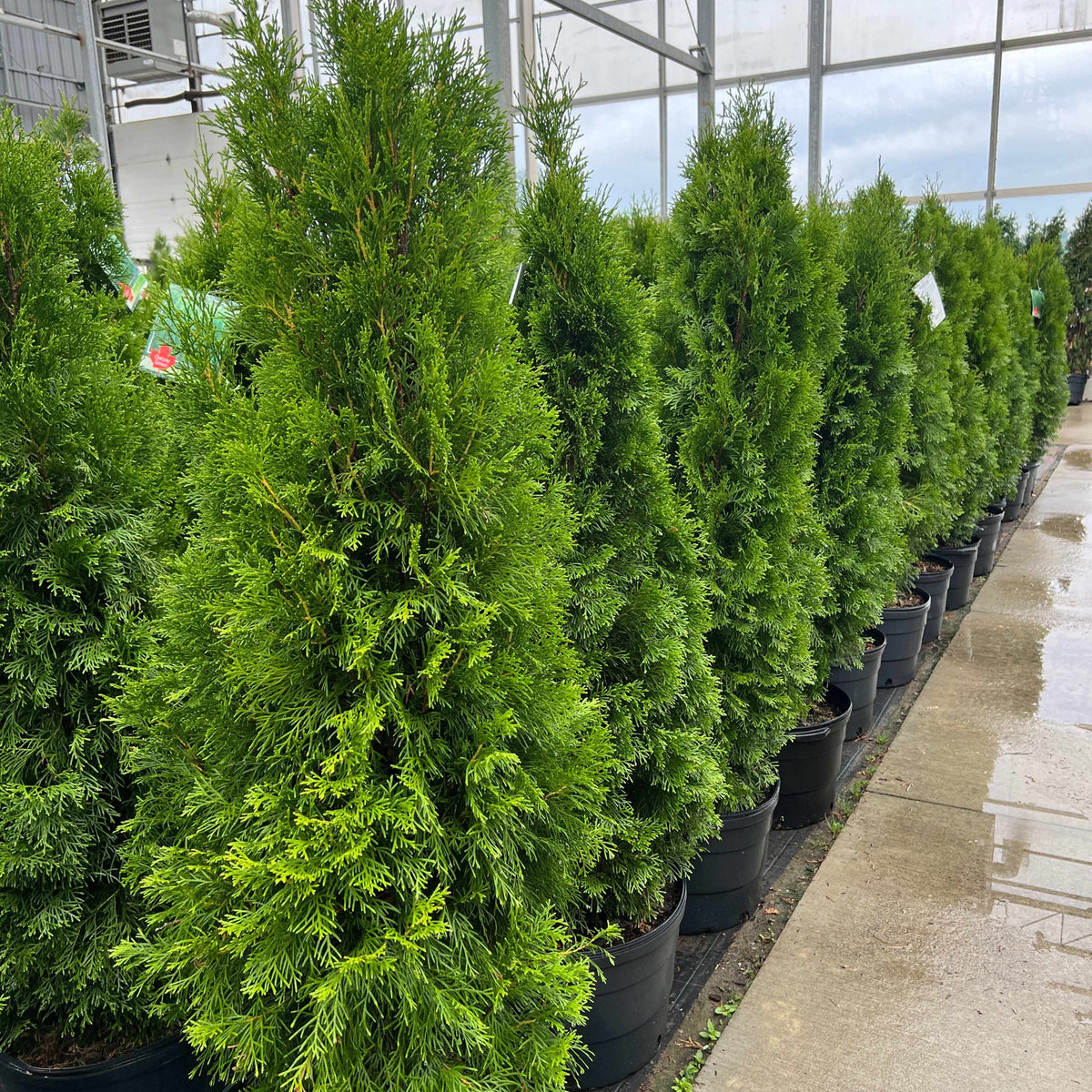 How to Plant an Emerald Cedar Tree